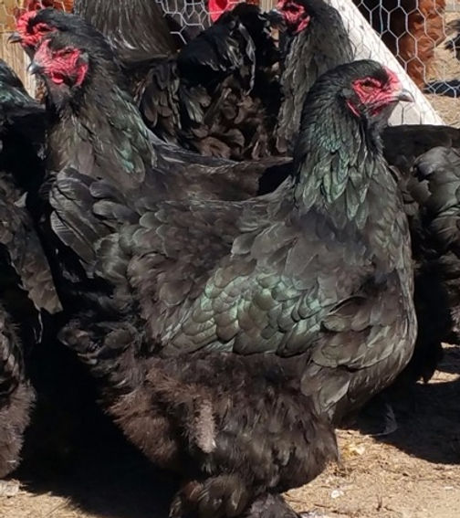 Dark Brahma Chickens