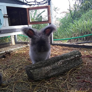 Home | My Bunny Village Rabbitry