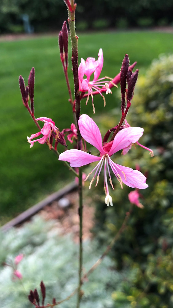 Mar. Twenty One--Thirty One