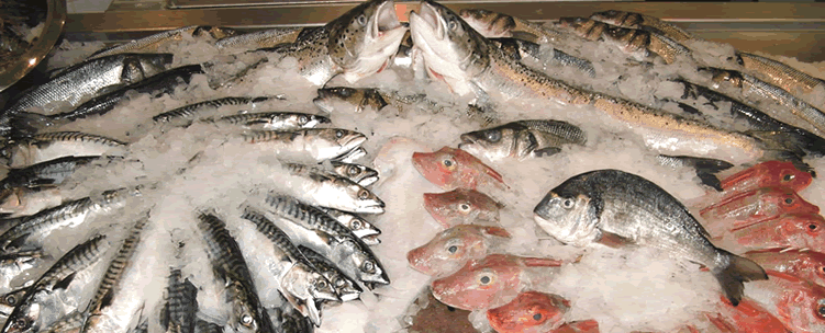 Fyne fish fishmongers Cockermouth Cumbria, Fishmongers Seafood deli Su