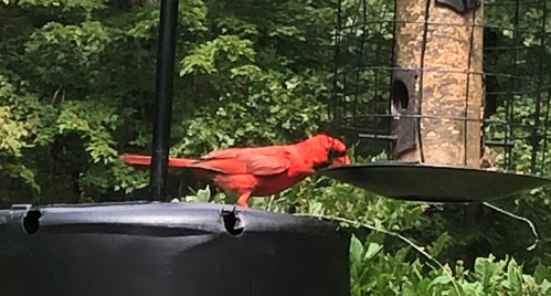 All Products | Squirrel Stop AM