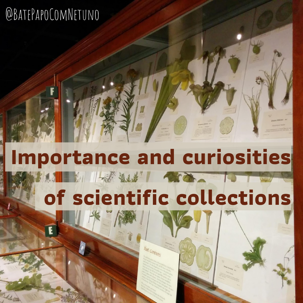 Importance and curiosities of scientific collections