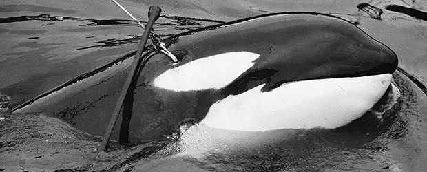 Orcas: from sea monsters to the Blackfish effect