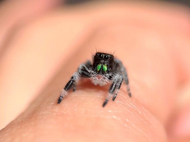 jumping spider care