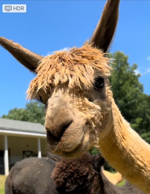 Tucker Ray Farm | Meet our friendly Alpacas up close and personal ...