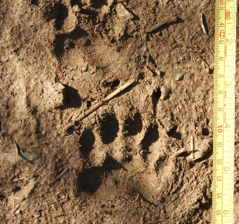 Animal Tracking Course - Scotland