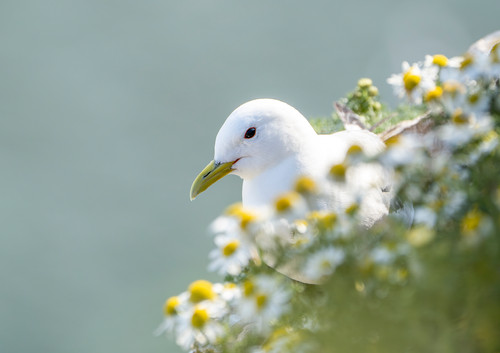 All Products | Corinne Pardey Photo