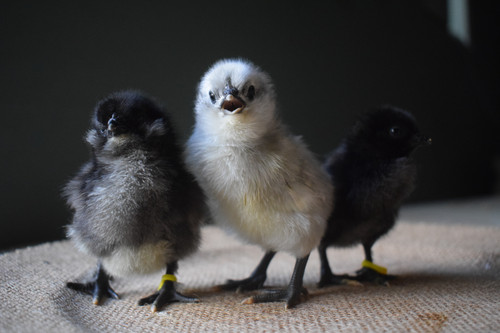 Fibro Bundle | Sky Girl Farm