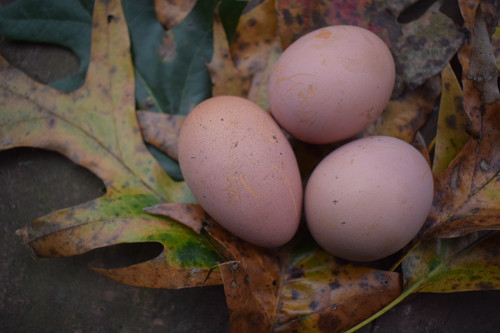 Black Rose Egger ™️ Hatching Eggs | Sky Girl Farm
