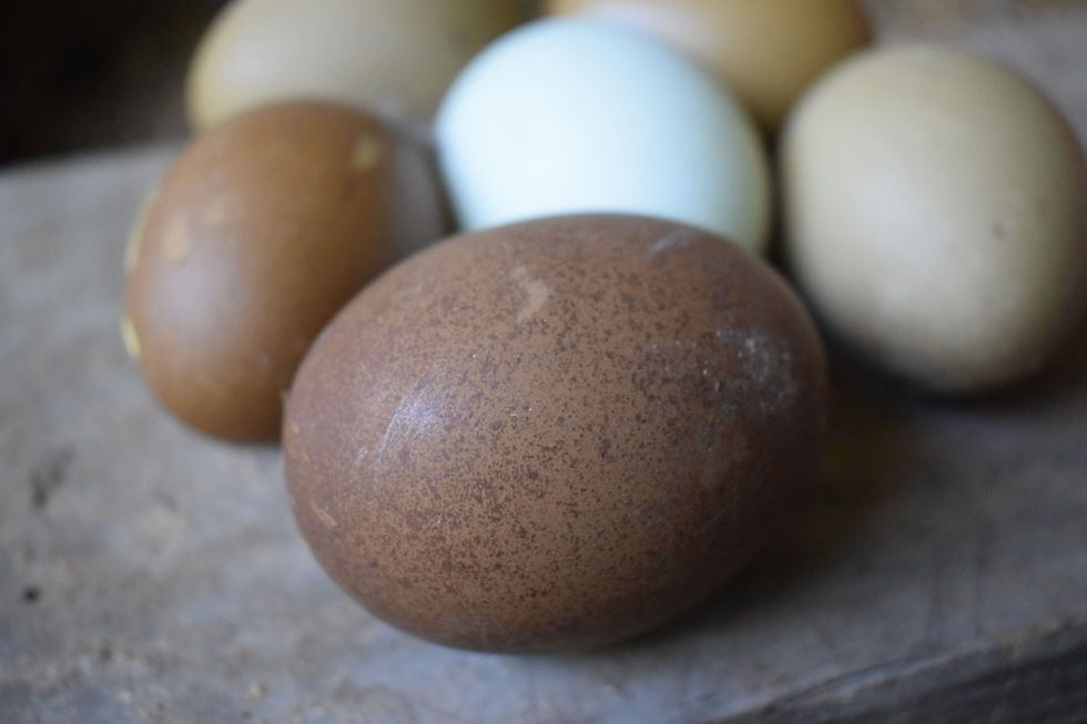 Frizzle Olive and Easter Egger Hatching Eggs | Sky Girl Farm