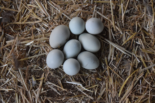 Fibro Easter Egger Hatching Eggs | Sky Girl Farm