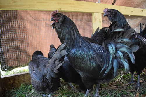 Fibro Easter Egger | Sky Girl Farm