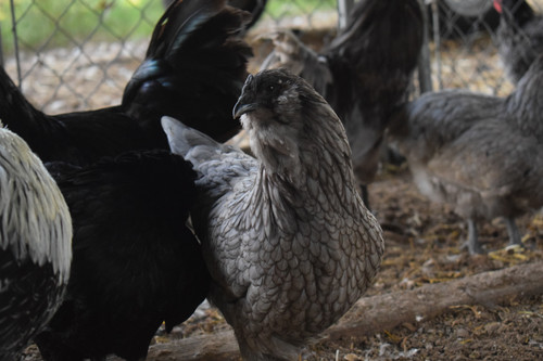 Fibro Blue Easter Egger | Sky Girl Farm