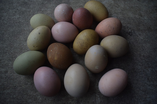 Project Cross Pen Hatching Eggs | Sky Girl Farm