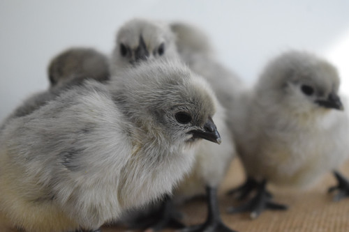 Fibro Egger Mix Chick | Sky Girl Farm