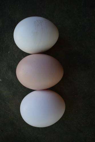 Ayam Cemani Hatching Eggs | Sky Girl Farm