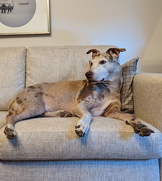 Whistler Dog Sitting | Pet Sitting and Adventure Walks | Whistler BC