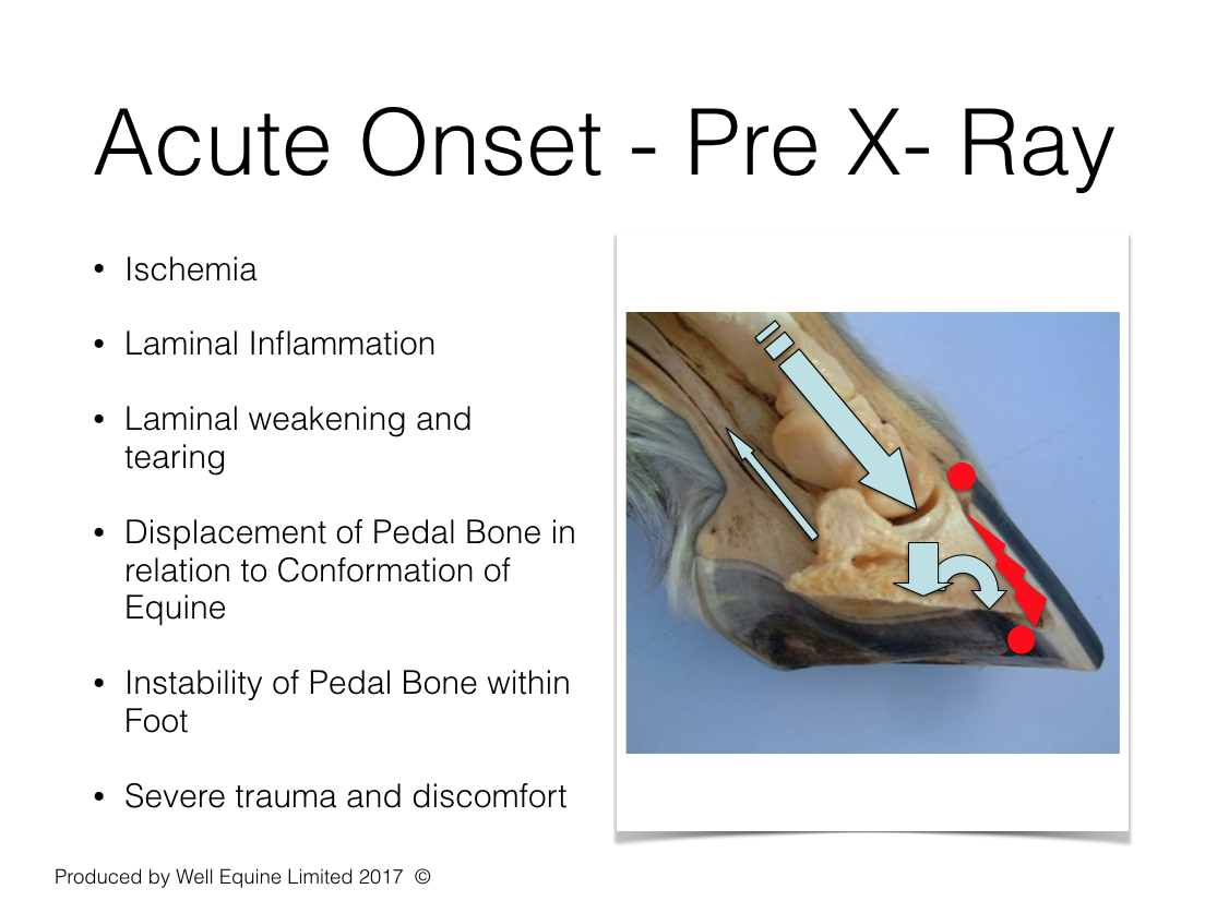 Well Equine - Laminitis