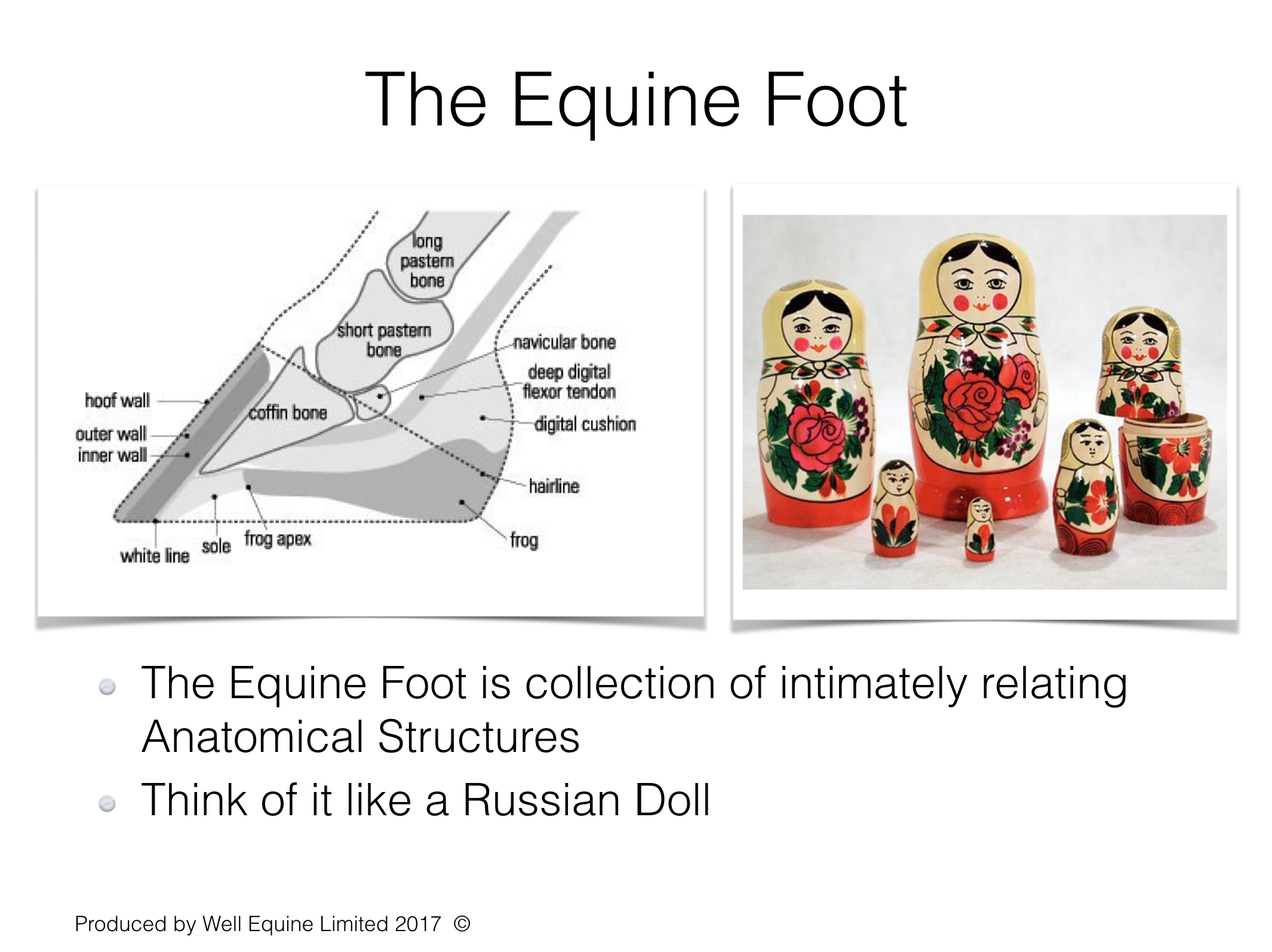 Well Equine - The Equine Foot