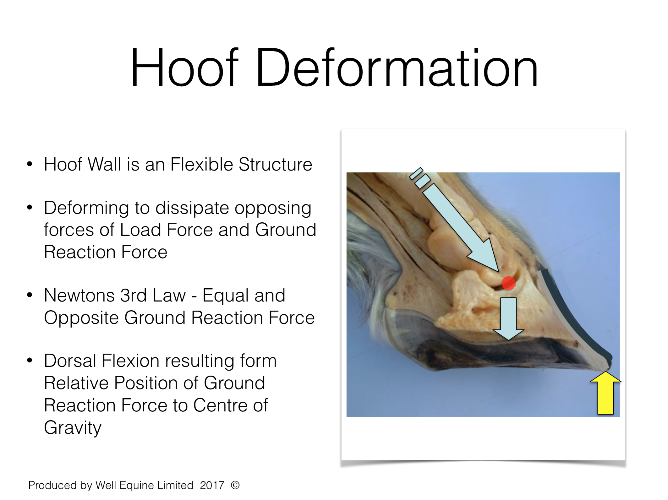 Well Equine - The Equine Foot