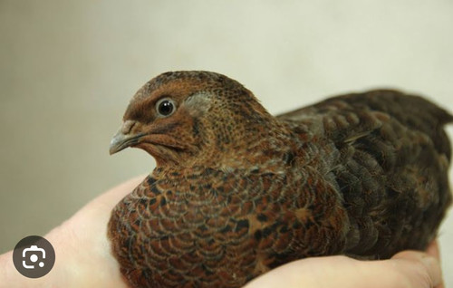 Tibetan quail | Airco Farms