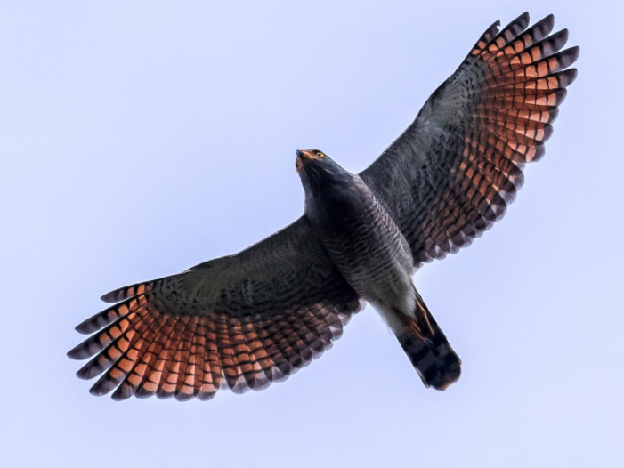 El gavilán pollero, un ave rapaz que habita los llanos colombianos