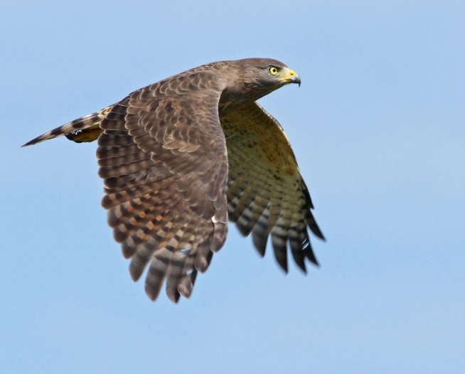 El gavilán pollero, un ave rapaz que habita los llanos colombianos