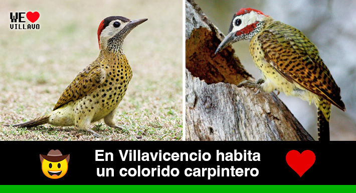 El carpintero moteado se caracteriza por sus colores llamativos