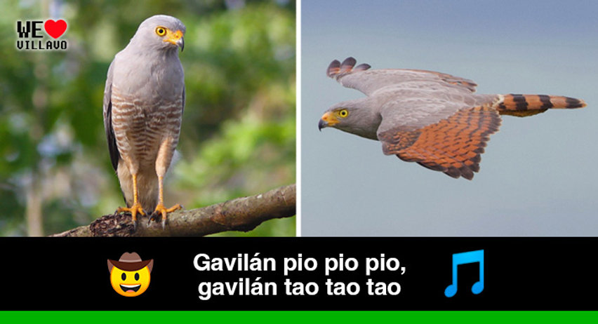 El gavilán pollero, un ave rapaz que habita los llanos colombianos