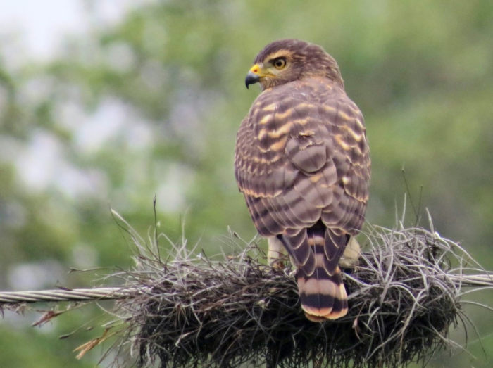 El gavilán pollero, un ave rapaz que habita los llanos colombianos