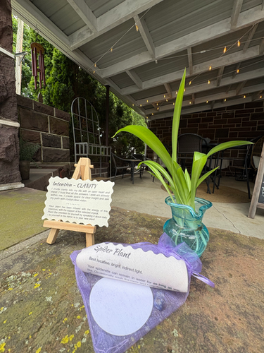 Blue Pitcher/Spider Plant | Brownstone Wellness