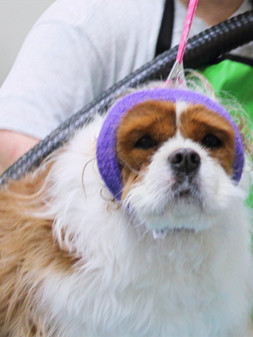 GROOMING | Prison Pet Partnership