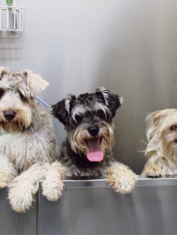 GROOMING | Prison Pet Partnership