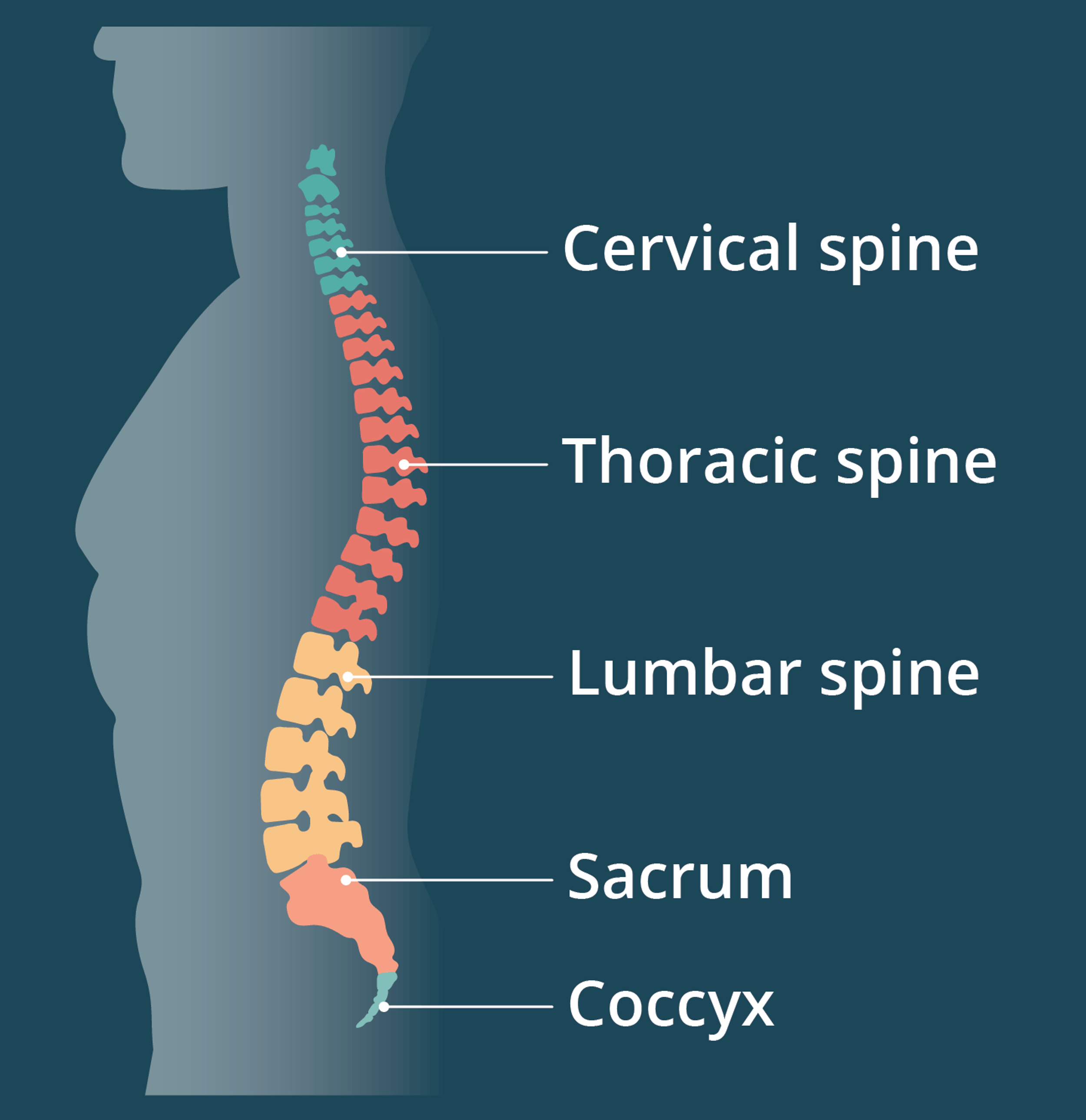 Back Pain Explained: Causes, Relief, and When to See an Osteopath
