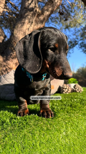 Teckel Mini Negro y Fuego | Macho | Narciso Pet