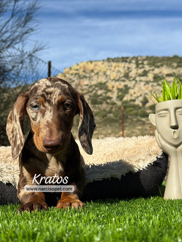 Teckel Miniatura Arlequin Chocolate | Macho "Kratos" | Narciso Pet