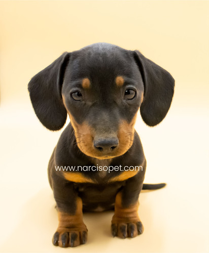 Teckel Negro y fuego mini - Hembras | Narciso Pet