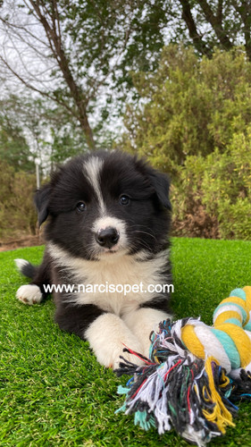 Border Collie Blanco y Negro Macho | Narciso Pet
