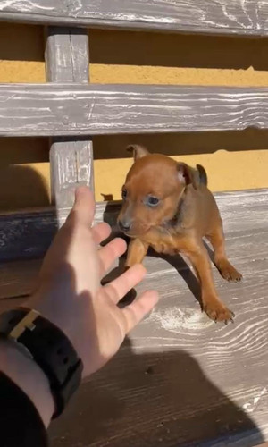 Mini Pincher Rojo Ciervo - Macho | Narciso Pet