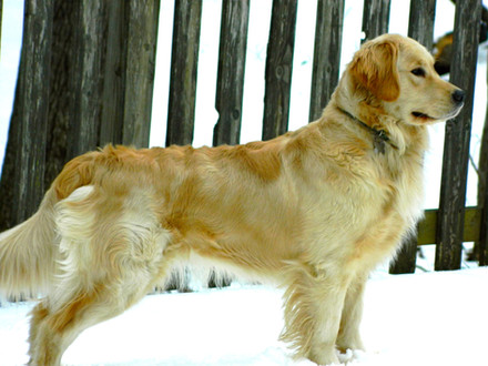 NewJersey| Wood Ridge Golden Retrievers