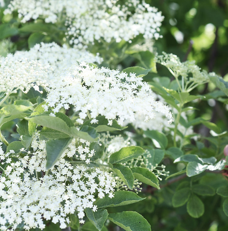 Naturheilpraxis | Praxis Vogelsang | Bubikon