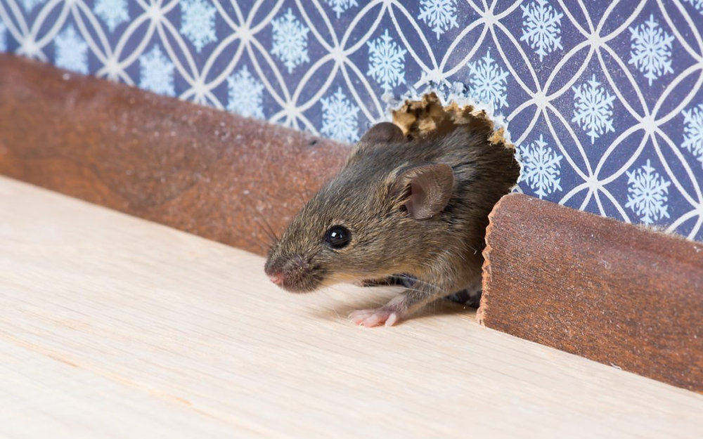 Common Types of Rodent Damage in Homes and How to Prevent Them ...