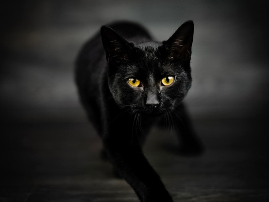 MEGA ADOPTION EVENT | HSNT