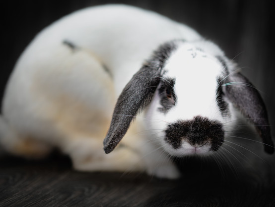 MEGA ADOPTION EVENT | HSNT