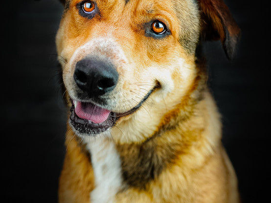 MEGA ADOPTION EVENT | HSNT