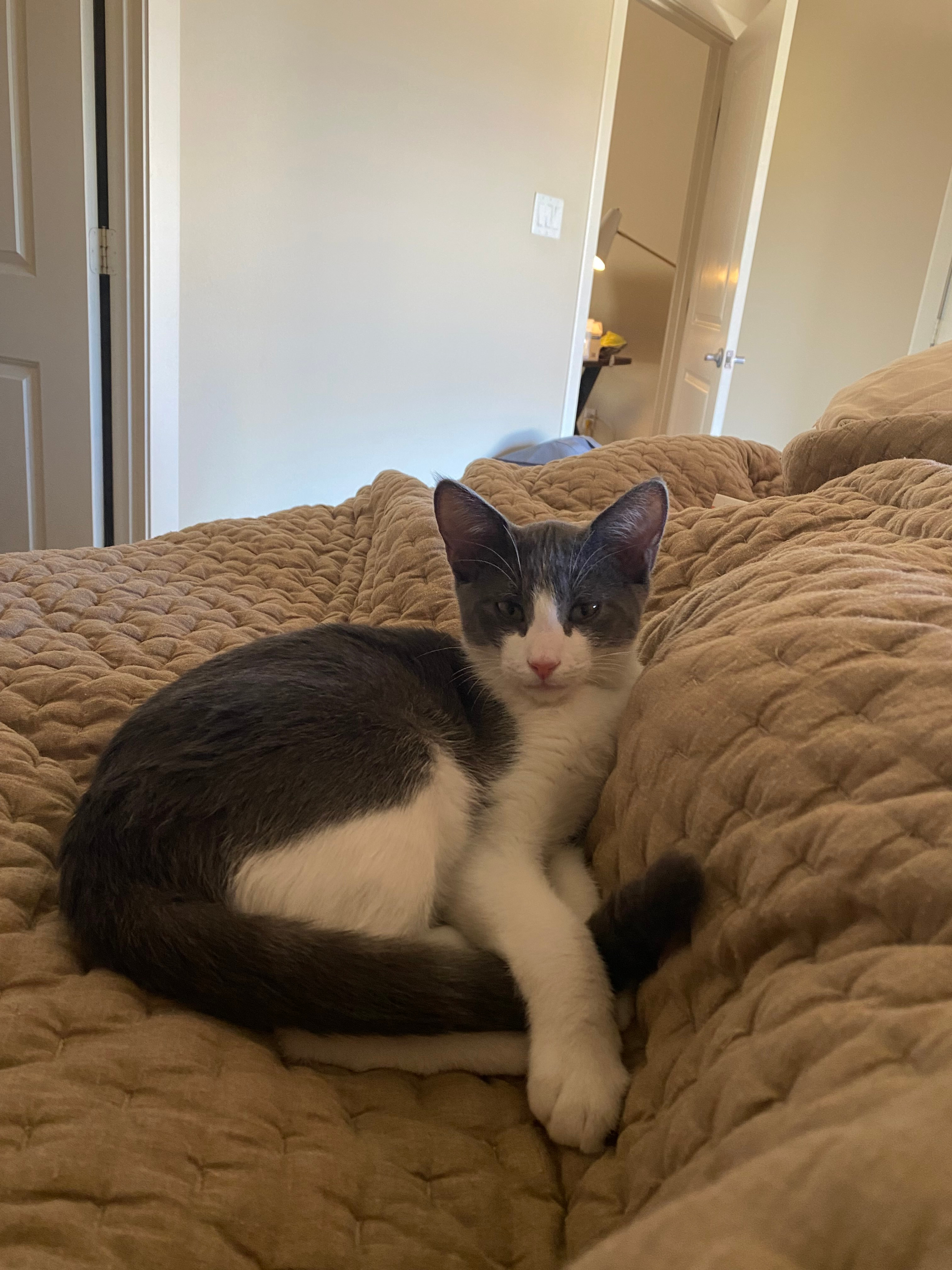 HSNT | Gandalf's Story