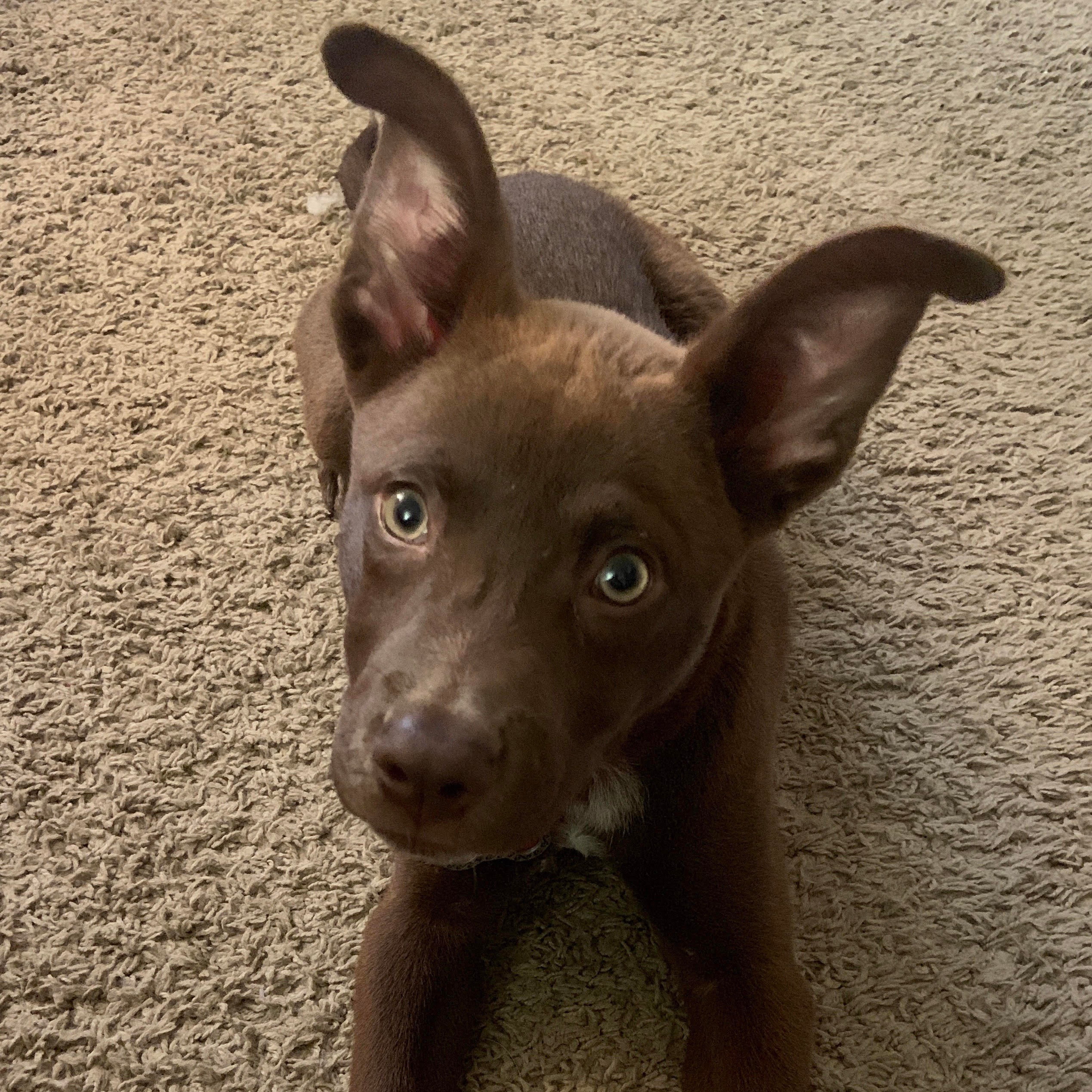 HSNT | Hazel's Story