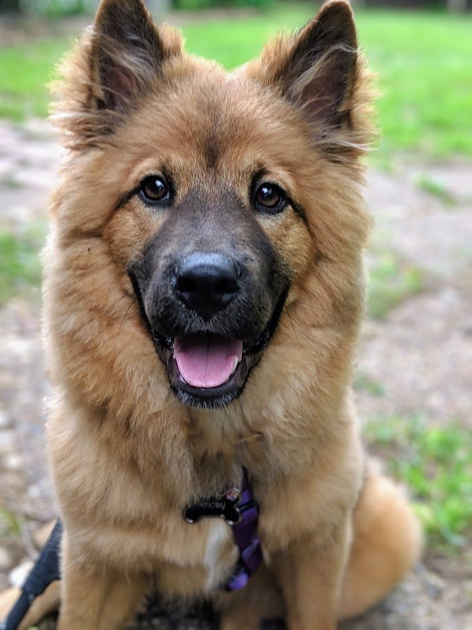 HSNT | Rhody's Story