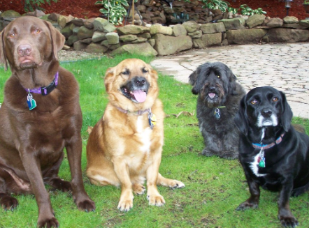 The Foundation's History With Service & Therapy Animals
