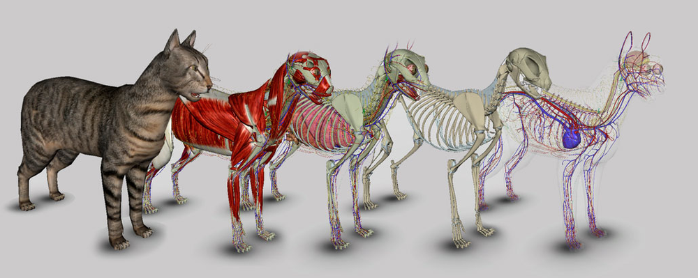 MEXENDO O ESQUELETO! – A ESTRUTURA ÓSSEA DOS GATOS